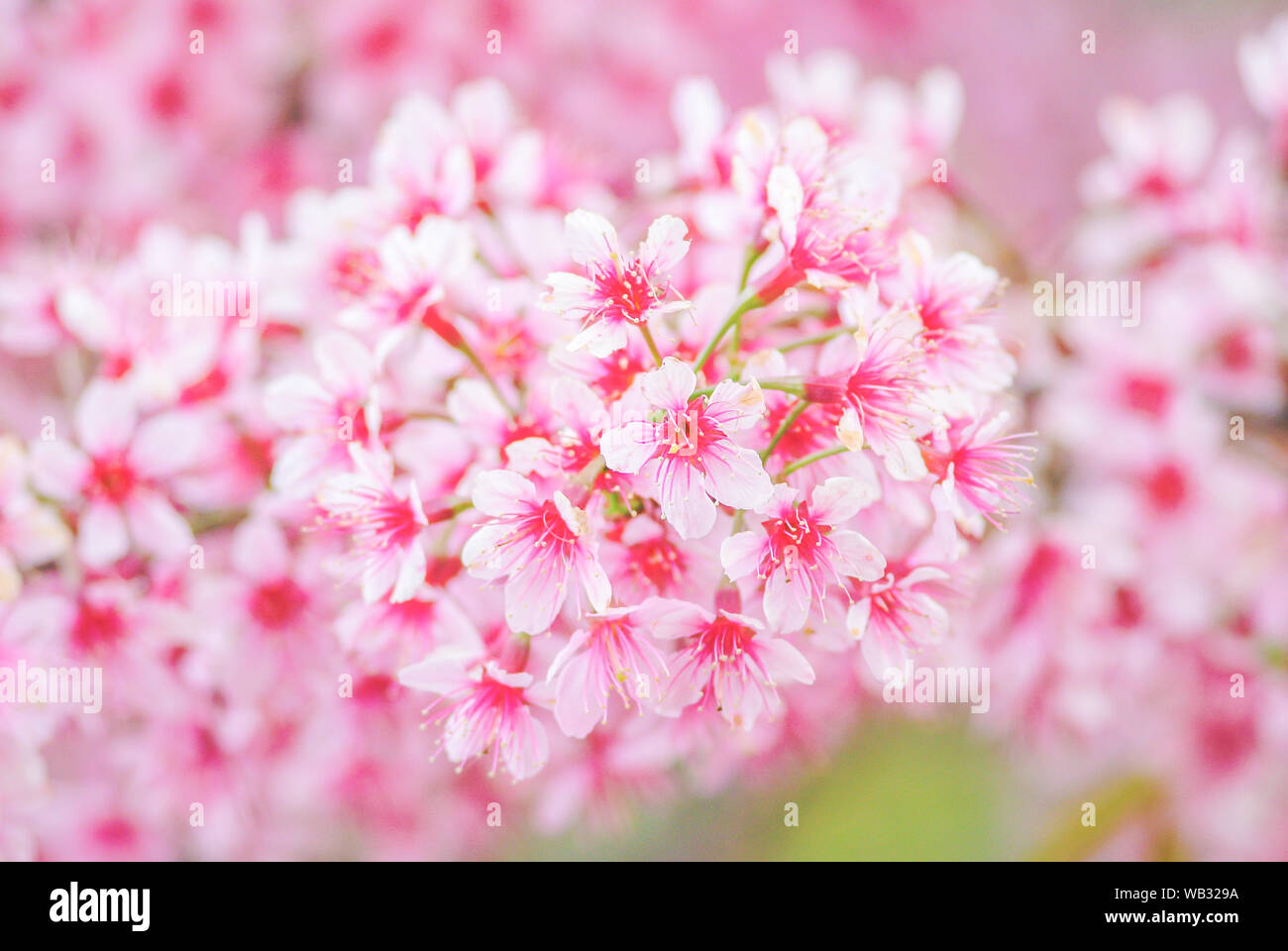 Spring time with beautiful cherry blossoms, pink sakura flowers Stock ...