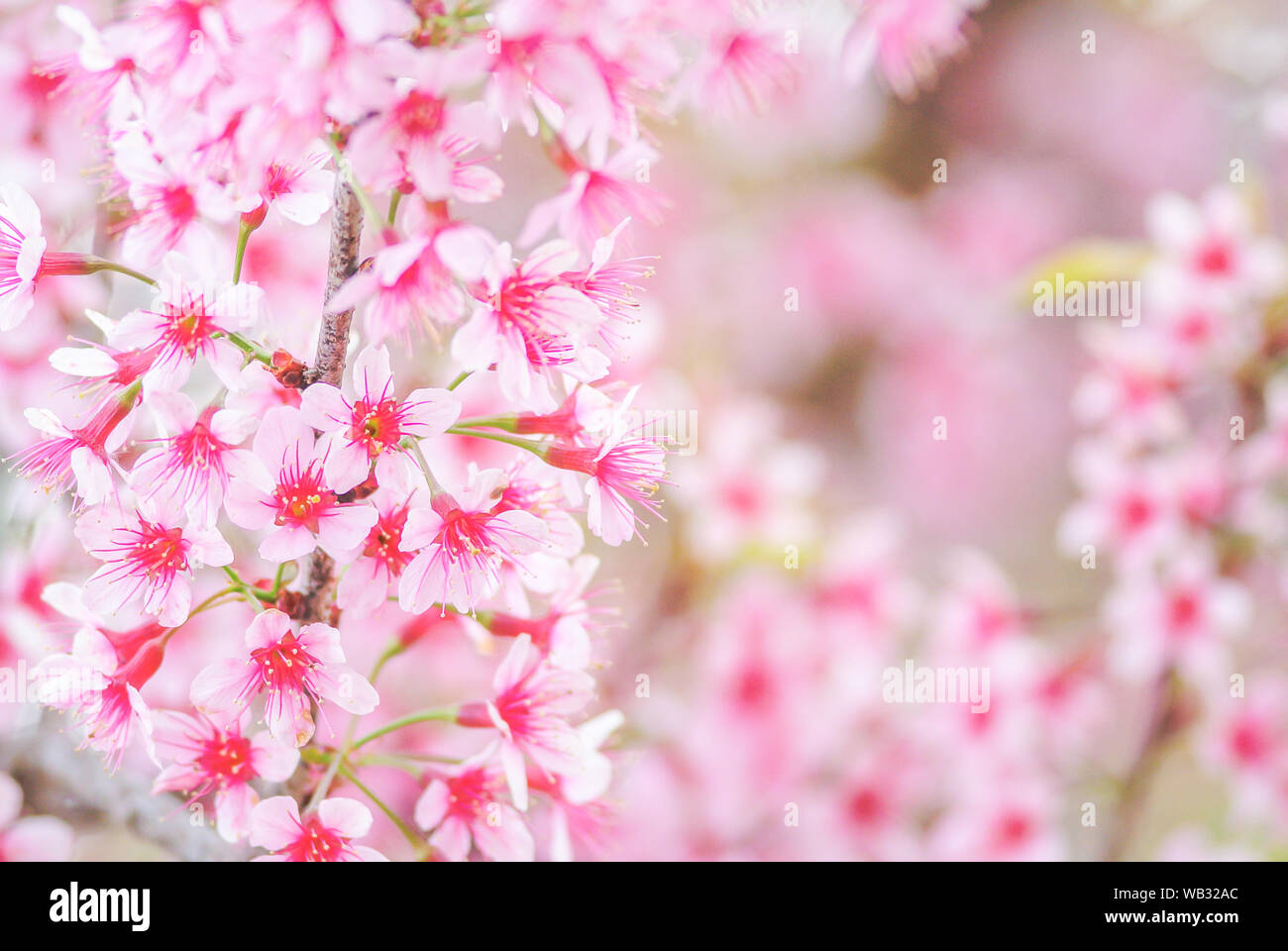 Spring time with beautiful cherry blossoms, pink sakura flowers Stock ...