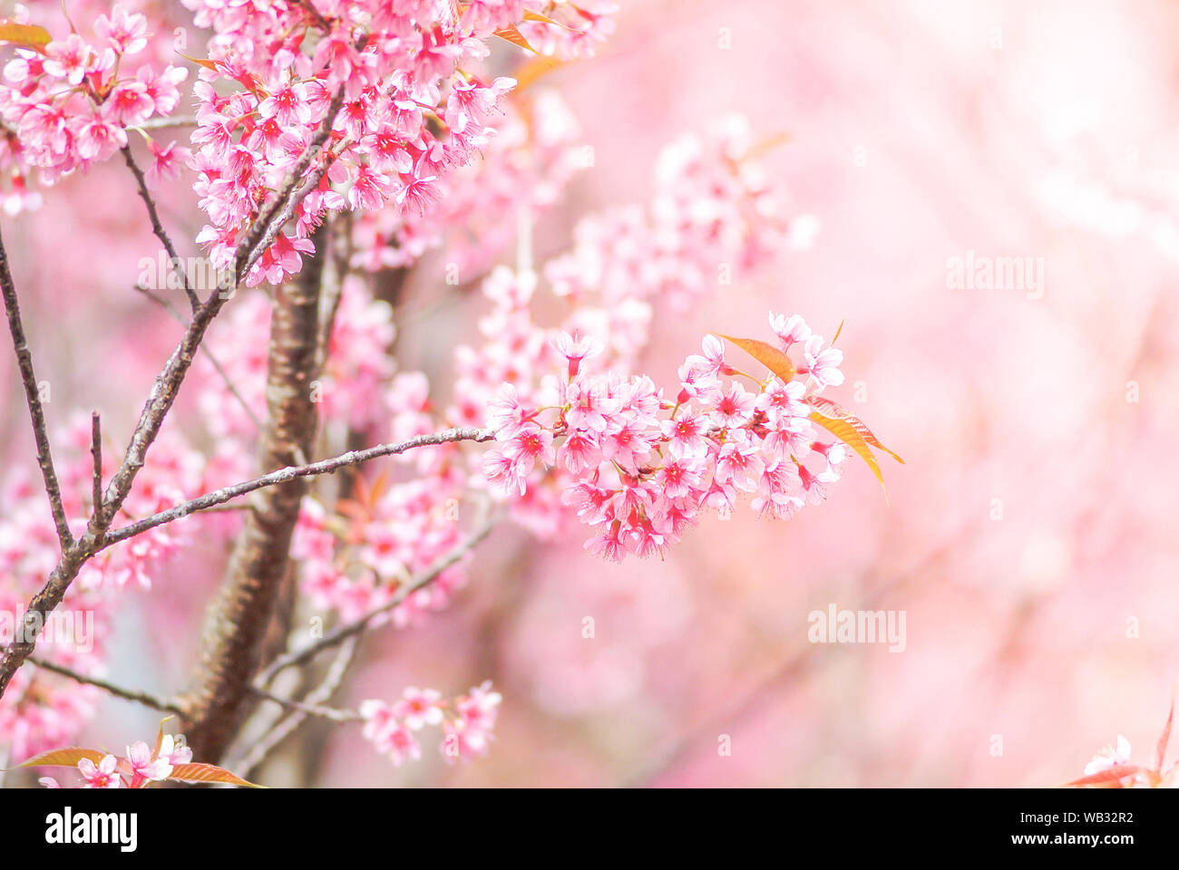 Cherry Blossom in spring with soft focus, unfocused blurred spring ...