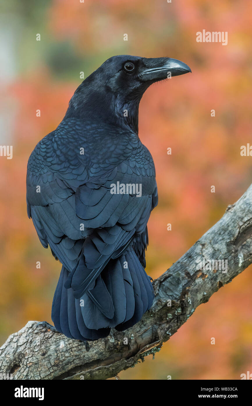 Big raven hi-res stock photography and images - Alamy