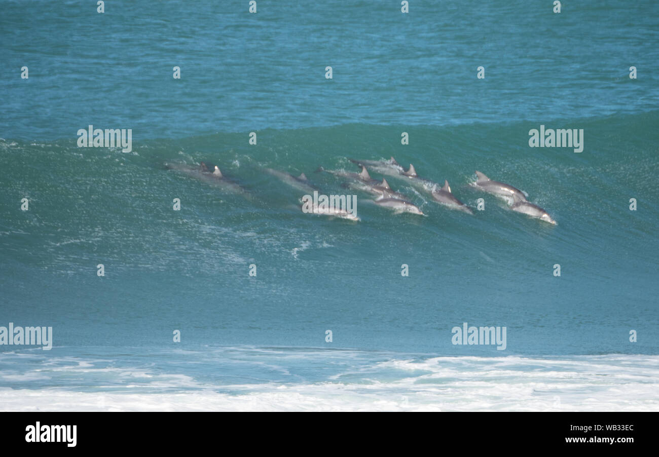 wild, A large pod of Bottlenose Dolphins surfing, swimming and diving ...