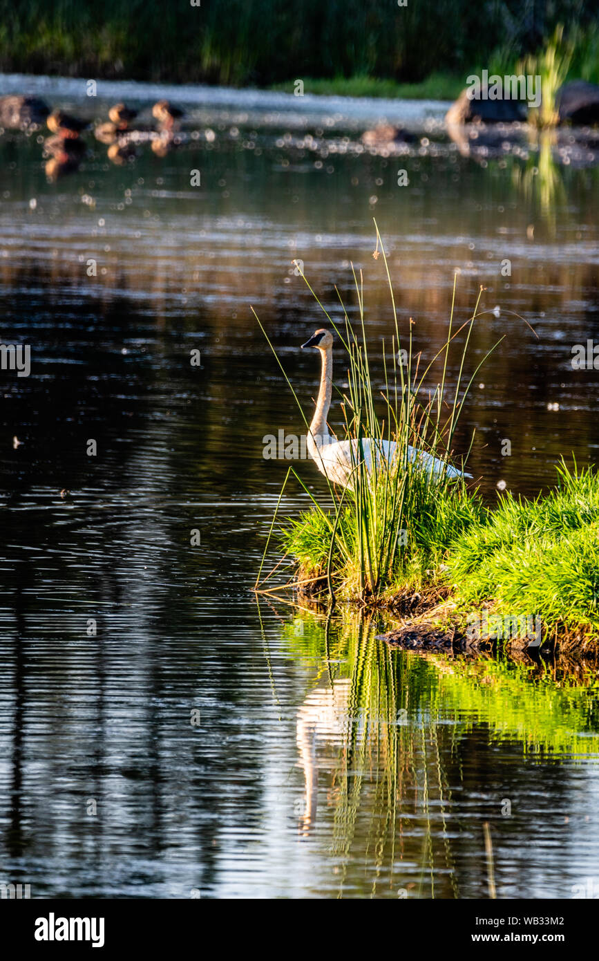 Resting Swan At Turnbull National Wildlife Refuge Stock Photo - Alamy