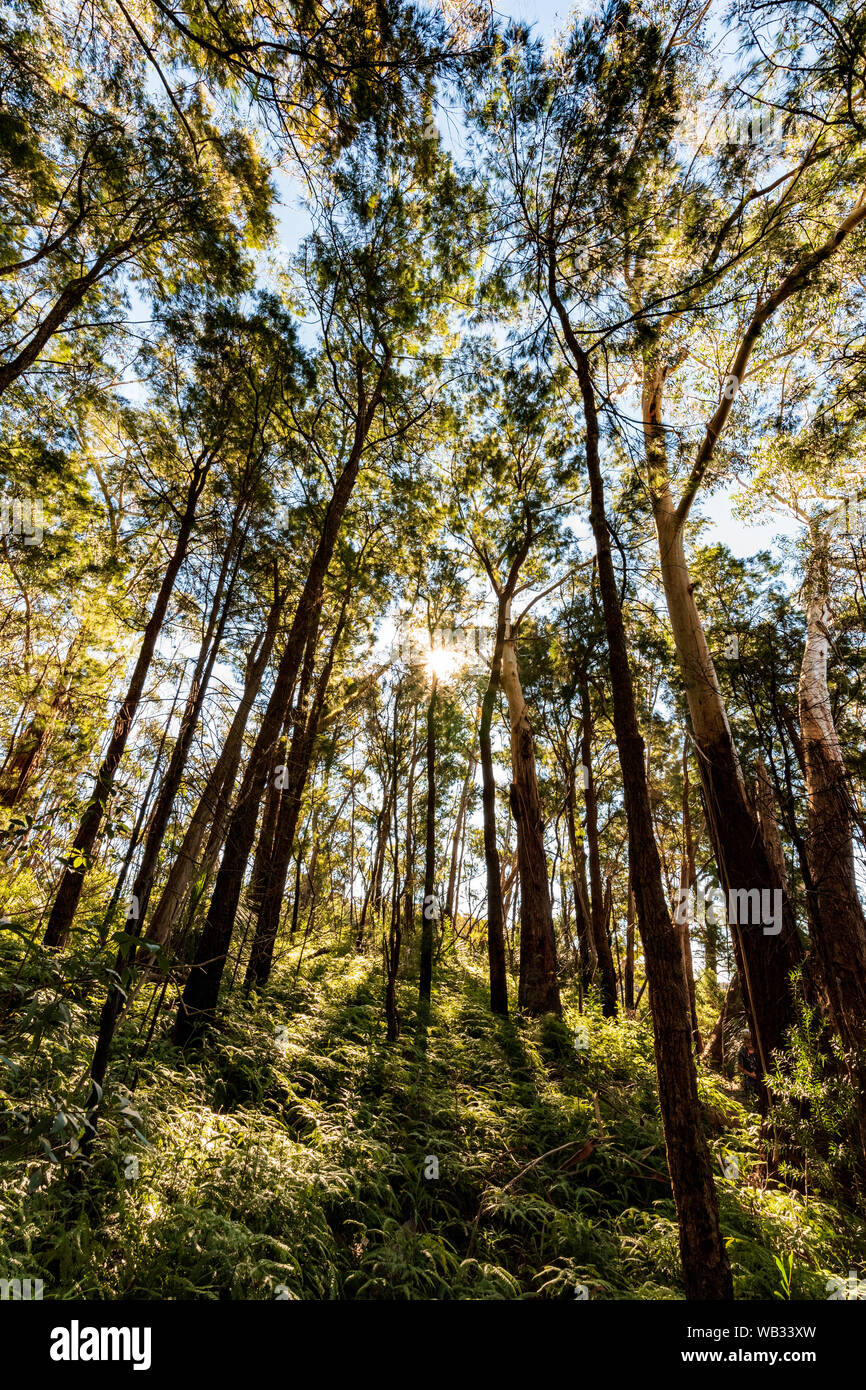 Sun peeking through forest trees Stock Photo - Alamy