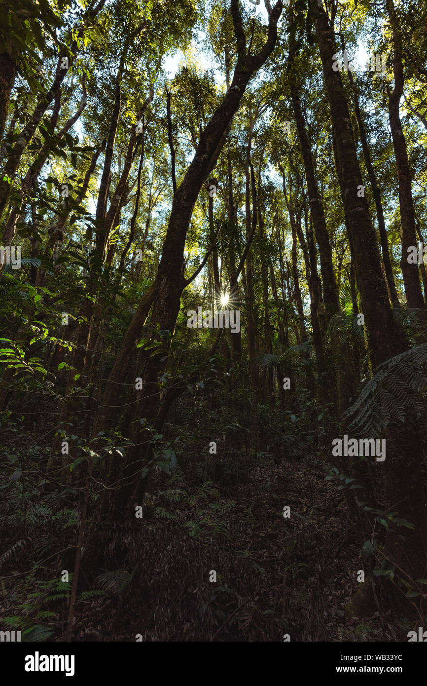 Sun peeking through forest trees in Springbrook NP Stock Photo - Alamy