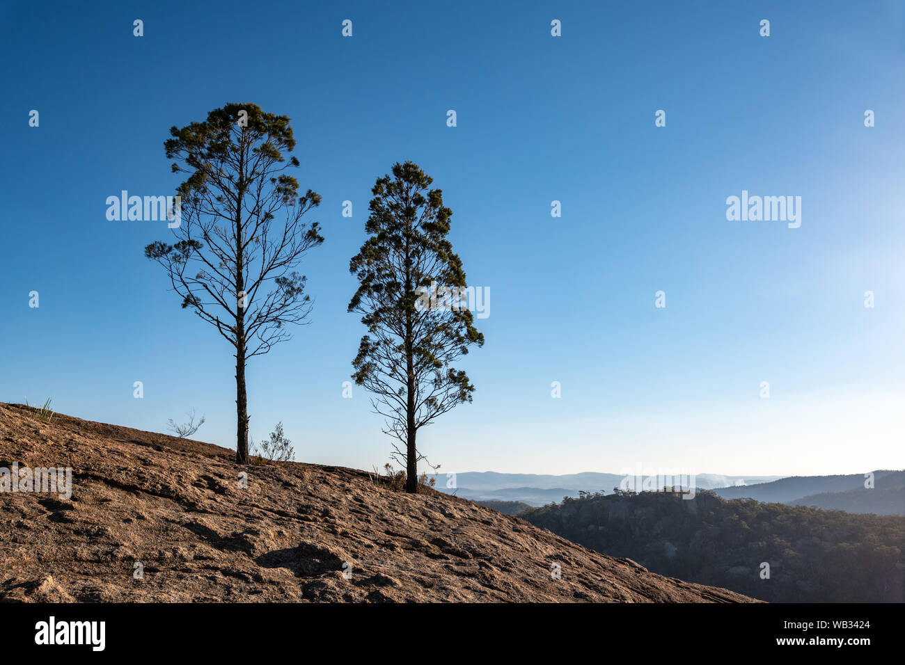 Two tall trees growing on Pyramid Rock Stock Photo - Alamy