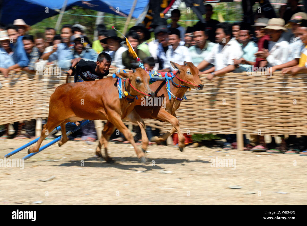 Karapan Sapi, bull race in Madura island, Indonesia Stock Photo - Alamy