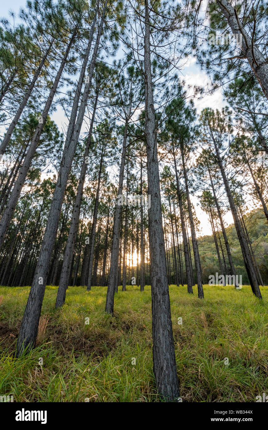 Pine and sunset hi-res stock photography and images - Alamy