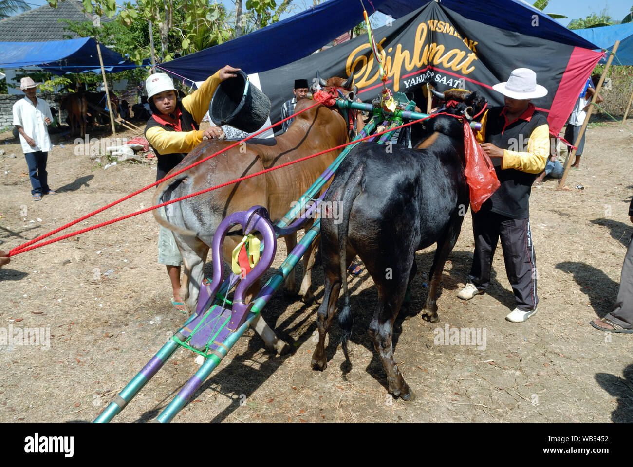 Karapan Sapi, bull race in Madura island, Indonesia Stock Photo - Alamy