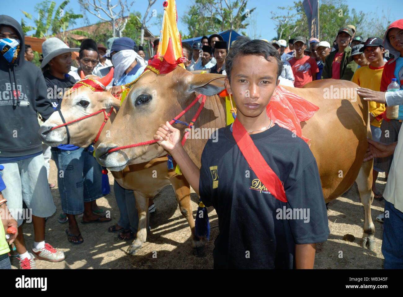 Karapan Sapi, bull race in Madura island, Indonesia Stock Photo - Alamy