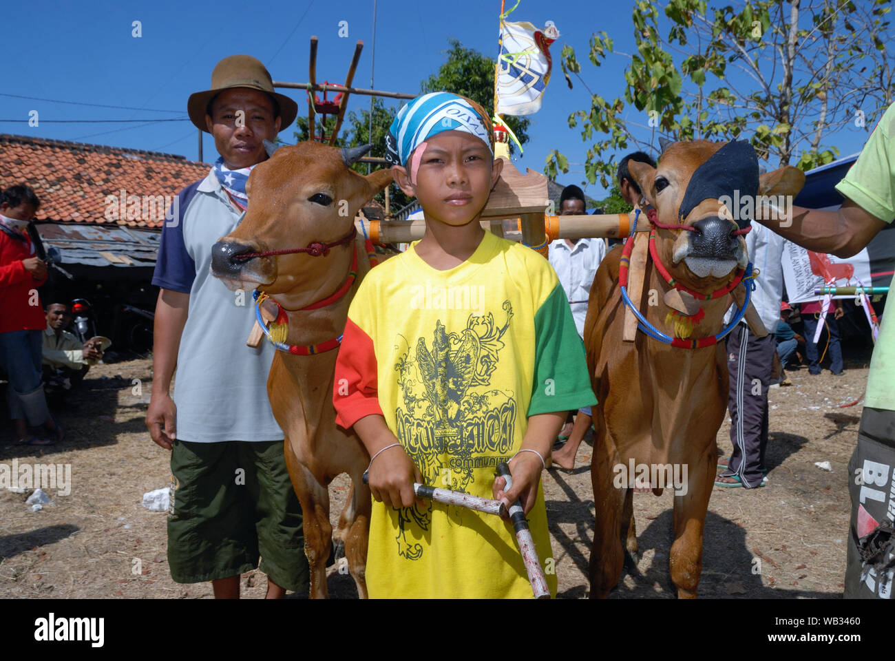 Karapan Sapi, bull race in Madura island, Indonesia Stock Photo - Alamy