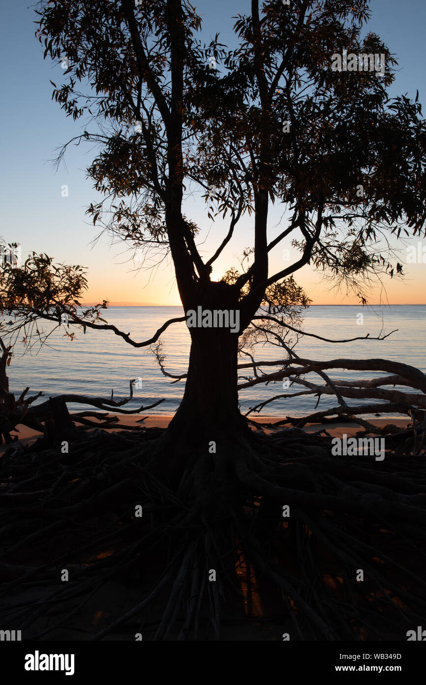 Tree overlooking the ocean during sunset Stock Photo - Alamy