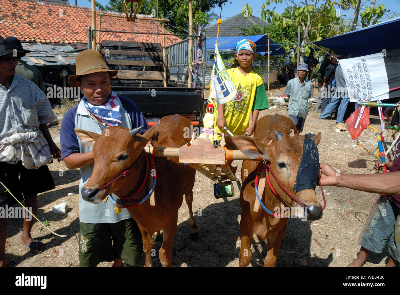 Karapan Sapi, bull race in Madura island, Indonesia Stock Photo - Alamy