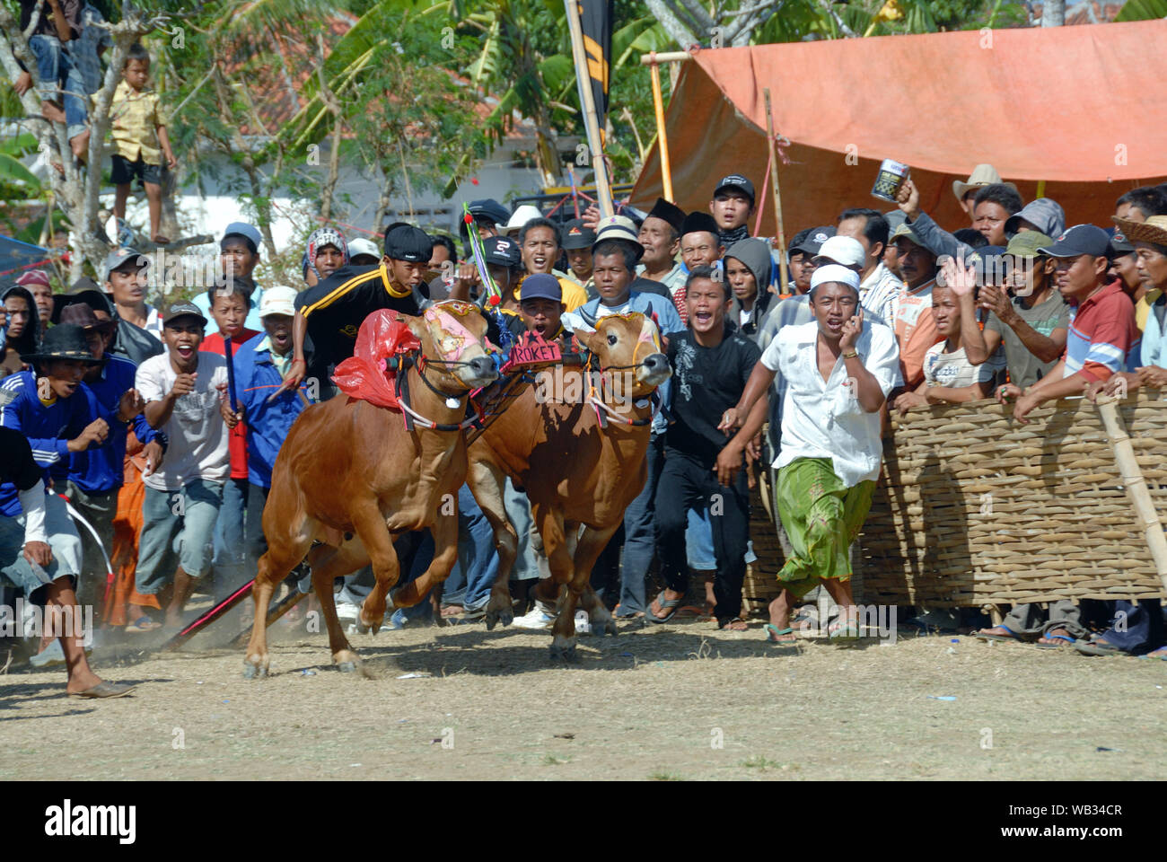 Karapan Sapi, bull race in Madura island, Indonesia Stock Photo - Alamy