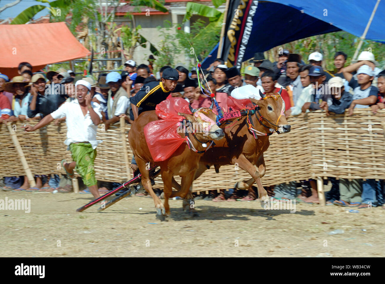 Karapan Sapi, bull race in Madura island, Indonesia Stock Photo - Alamy