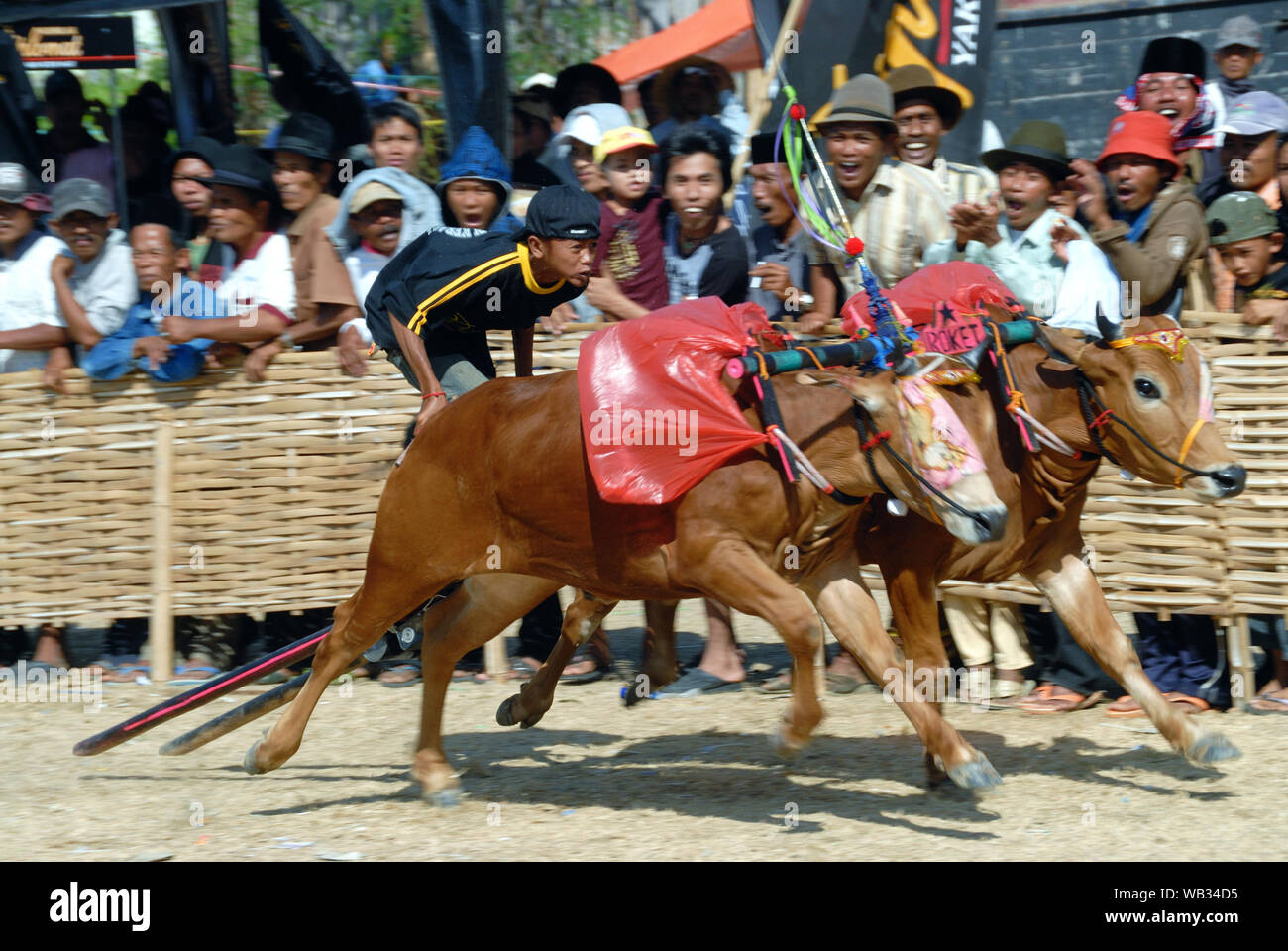 Karapan Sapi, bull race in Madura island, Indonesia Stock Photo - Alamy