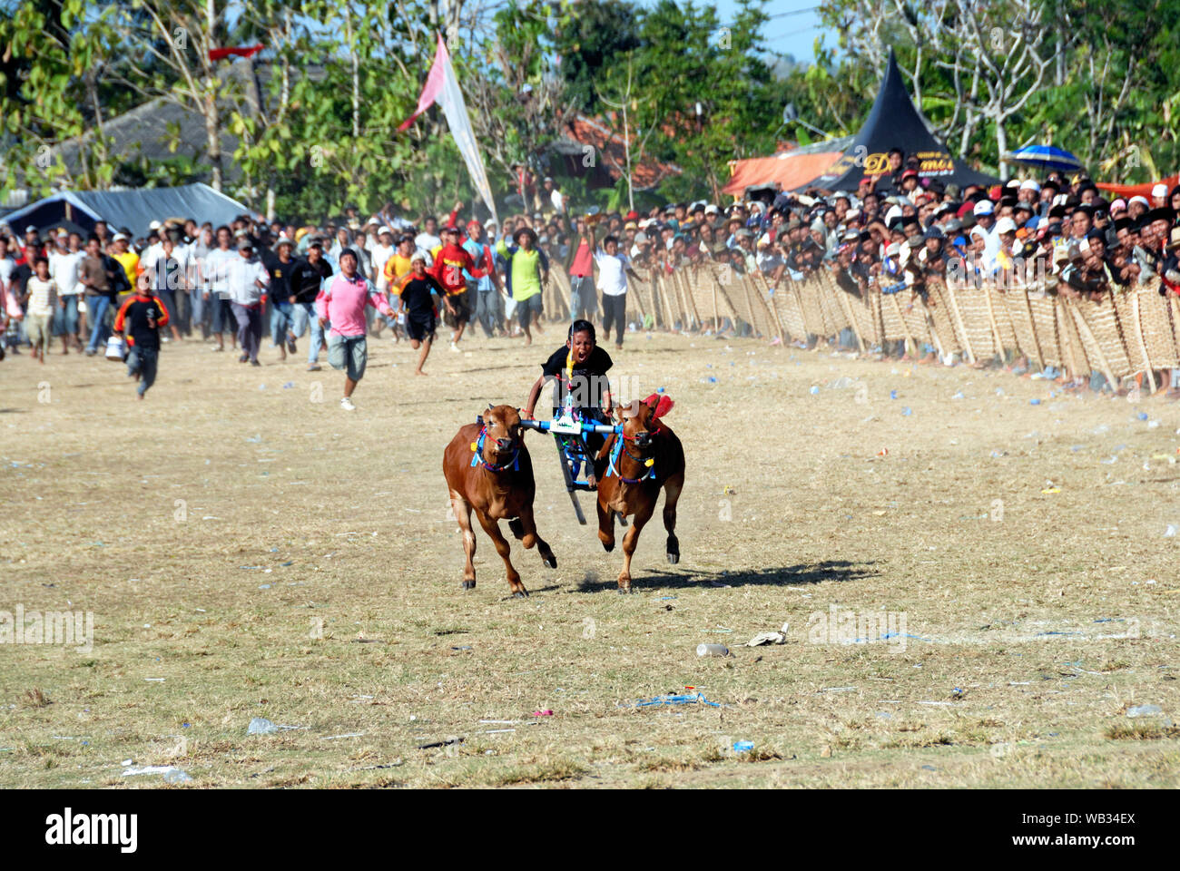 Karapan Sapi, bull race in Madura island, Indonesia Stock Photo - Alamy