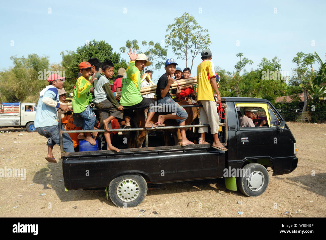 Karapan Sapi, bull race in Madura island, Indonesia Stock Photo - Alamy