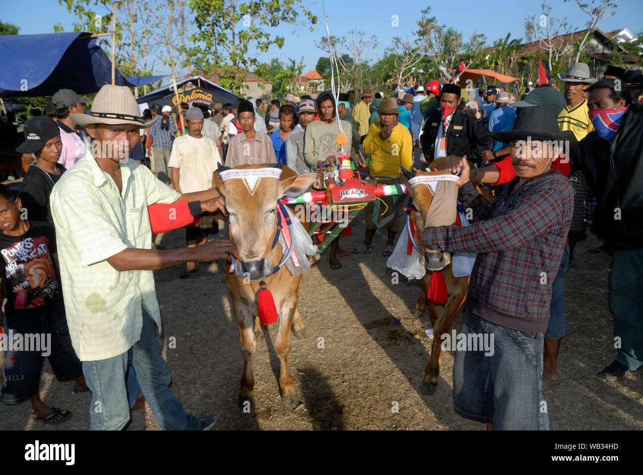 Karapan Sapi, bull race in Madura island, Indonesia Stock Photo - Alamy