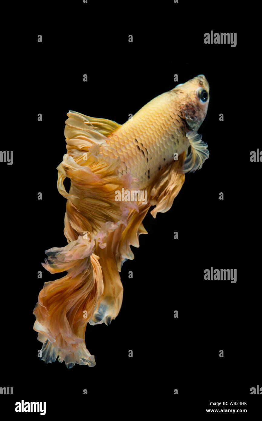Yellow gold betta fish, siamese fighting fish on black background Stock ...