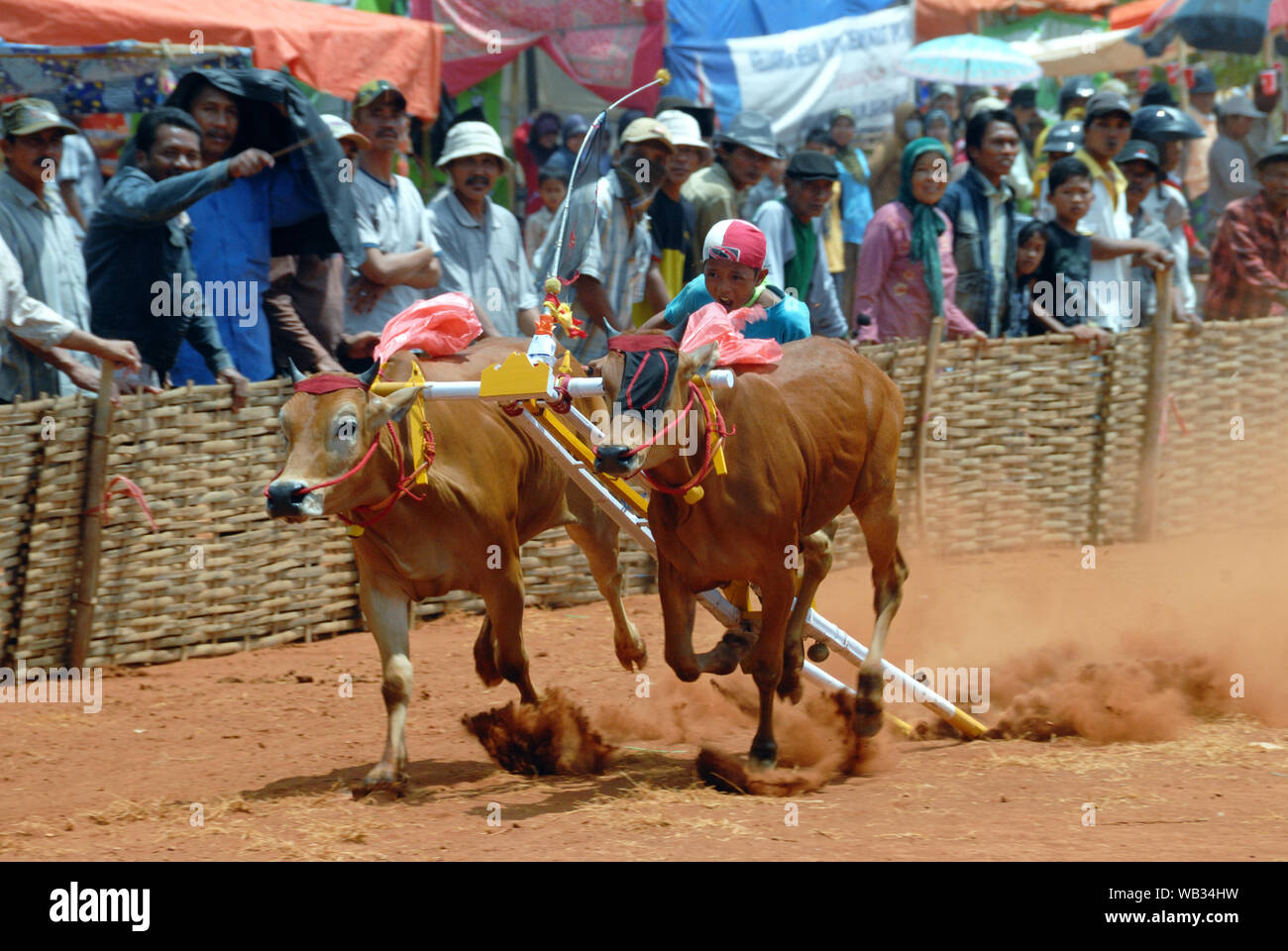 Karapan Sapi, bull race in Madura island, Indonesia Stock Photo - Alamy