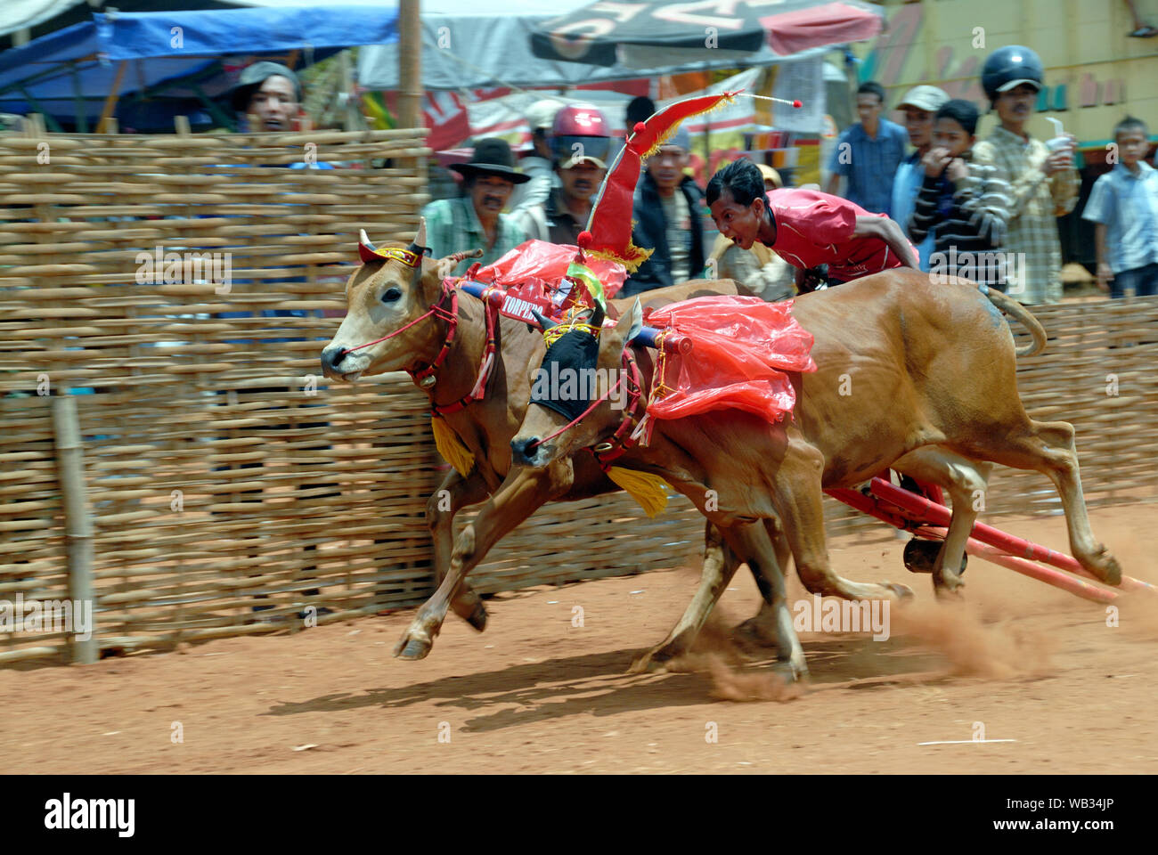 Karapan Sapi, bull race in Madura island, Indonesia Stock Photo - Alamy