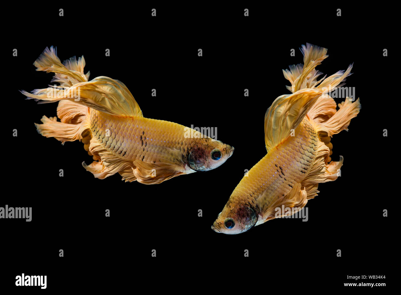 Yellow gold betta fish, siamese fighting fish on black background Stock ...