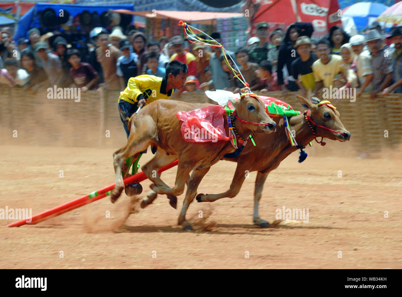 Karapan Sapi, bull race in Madura island, Indonesia Stock Photo - Alamy