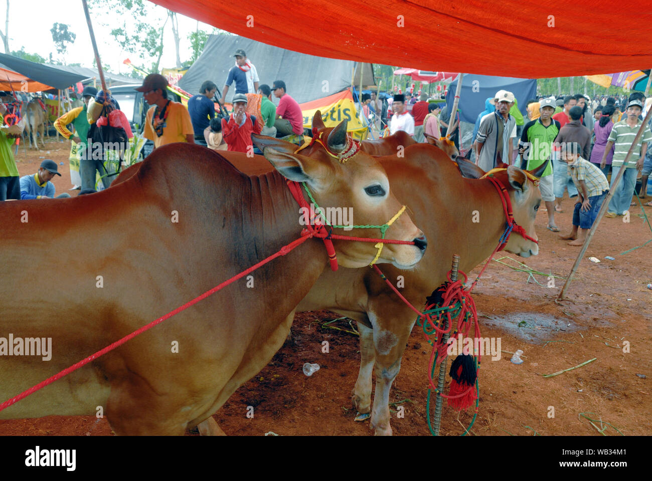 Karapan Sapi, bull race in Madura island, Indonesia Stock Photo - Alamy