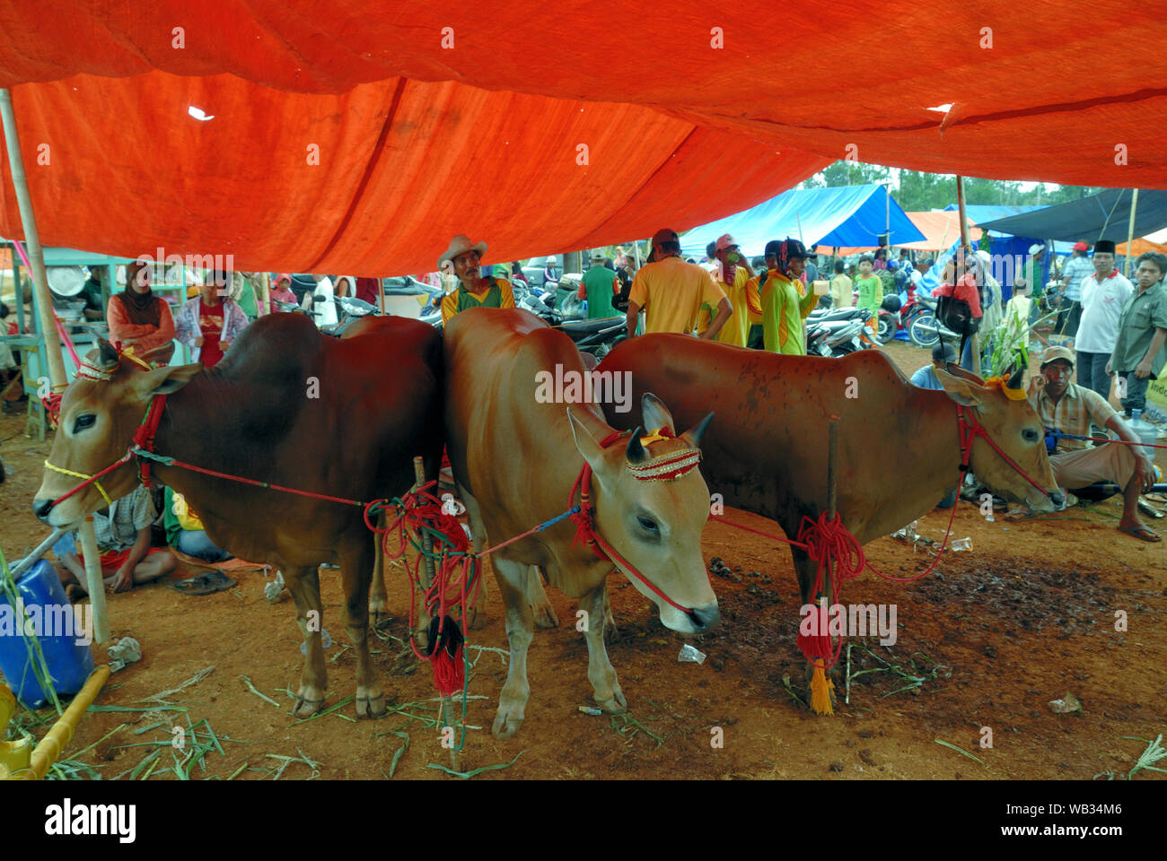 Karapan sapi bull race hi-res stock photography and images - Alamy