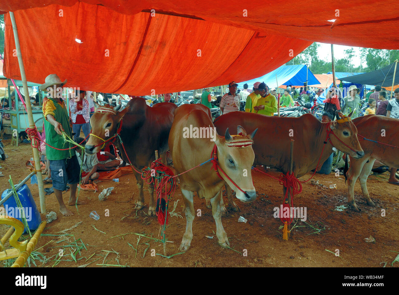 Karapan Sapi, bull race in Madura island, Indonesia Stock Photo - Alamy