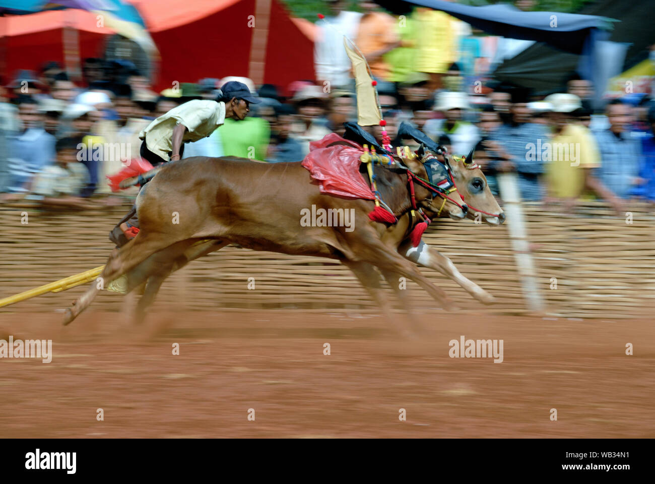 Karapan Sapi, bull race in Madura island, Indonesia Stock Photo - Alamy