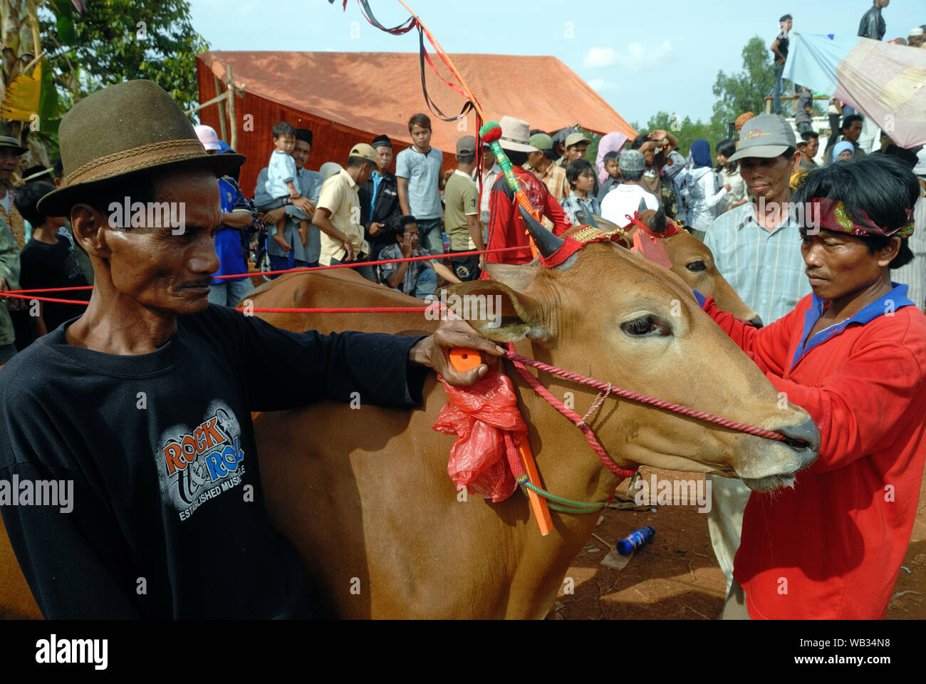 Karapan Sapi, bull race in Madura island, Indonesia Stock Photo - Alamy