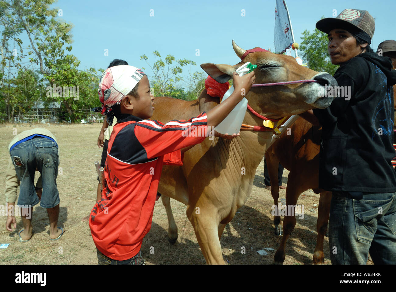 Karapan Sapi, bull race in Madura island, Indonesia Stock Photo - Alamy