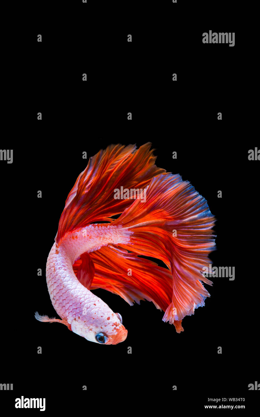 Pink and red betta fish, siamese fighting fish on black background ...