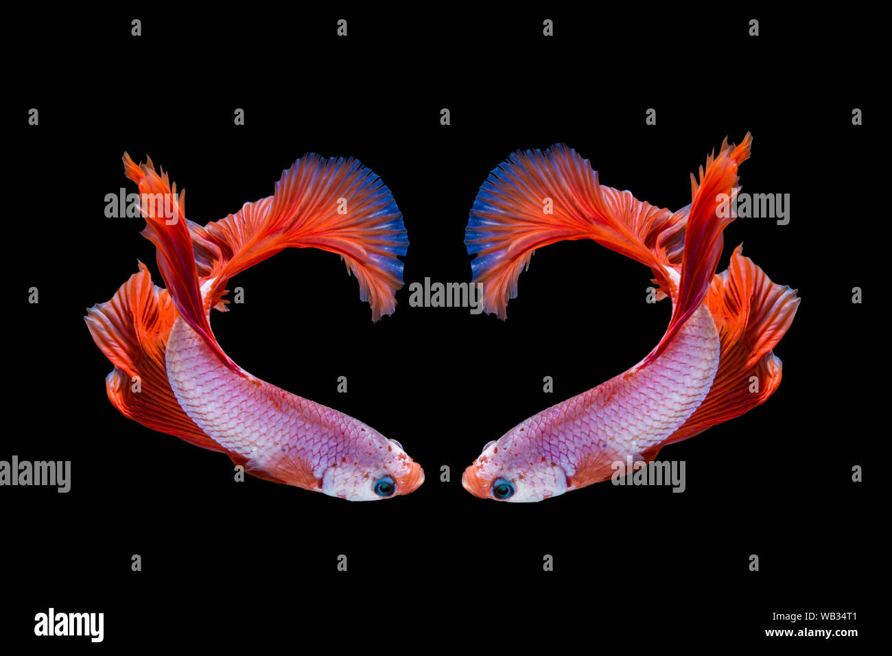 Pink and red betta fish, siamese fighting fish on black background ...