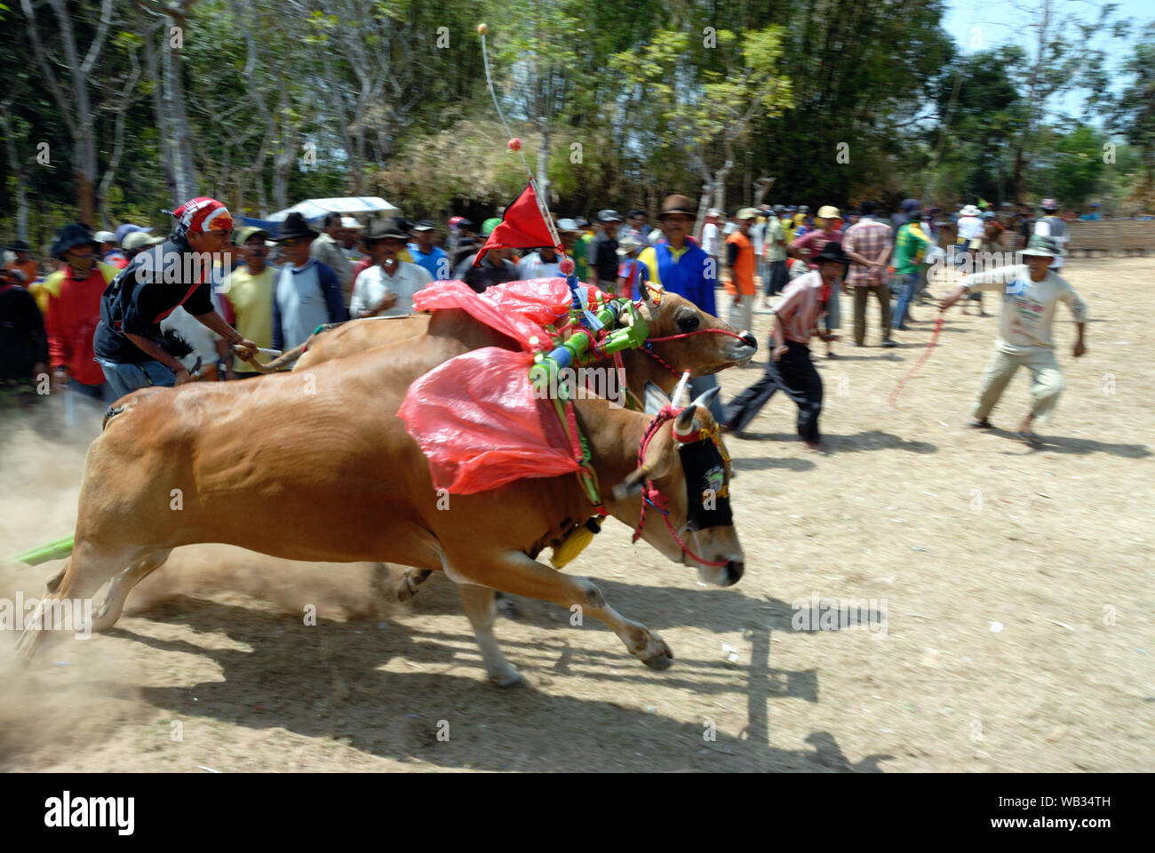 Karapan Sapi, bull race in Madura island, Indonesia Stock Photo - Alamy