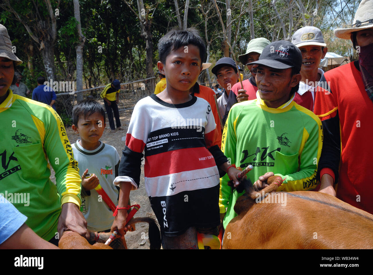 Karapan Sapi, bull race in Madura island, Indonesia Stock Photo - Alamy