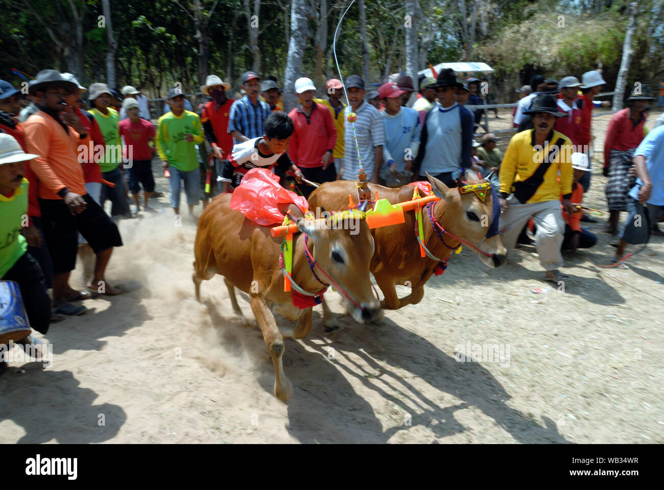 Karapan Sapi, bull race in Madura island, Indonesia Stock Photo - Alamy
