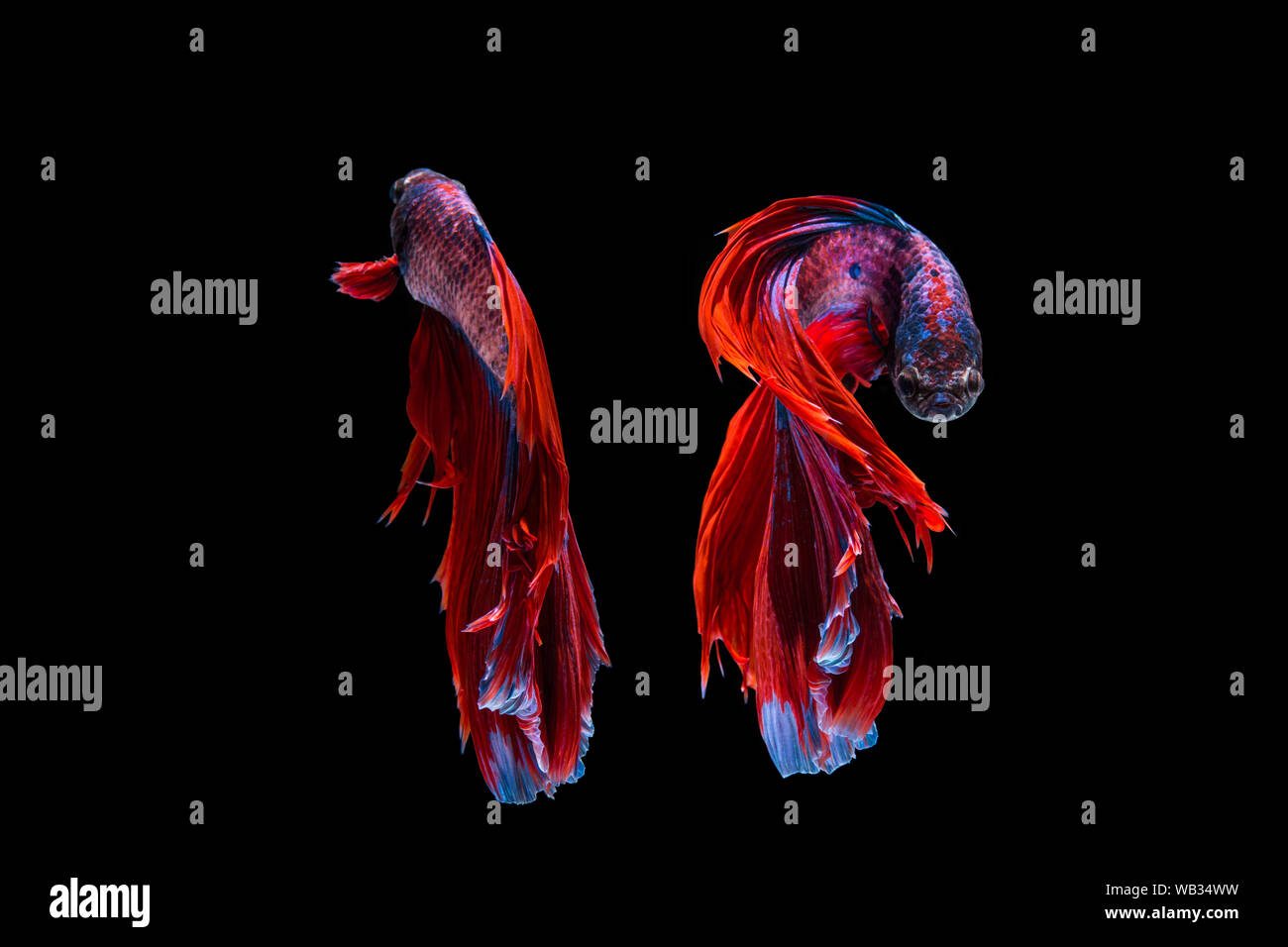 Red and blue betta fish, siamese fighting fish on black background ...