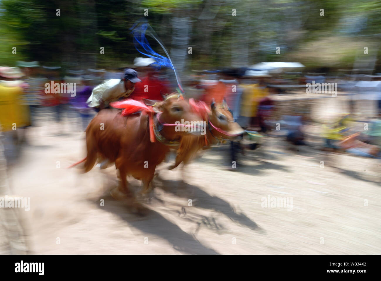 Karapan Sapi, bull race in Madura island, Indonesia Stock Photo - Alamy