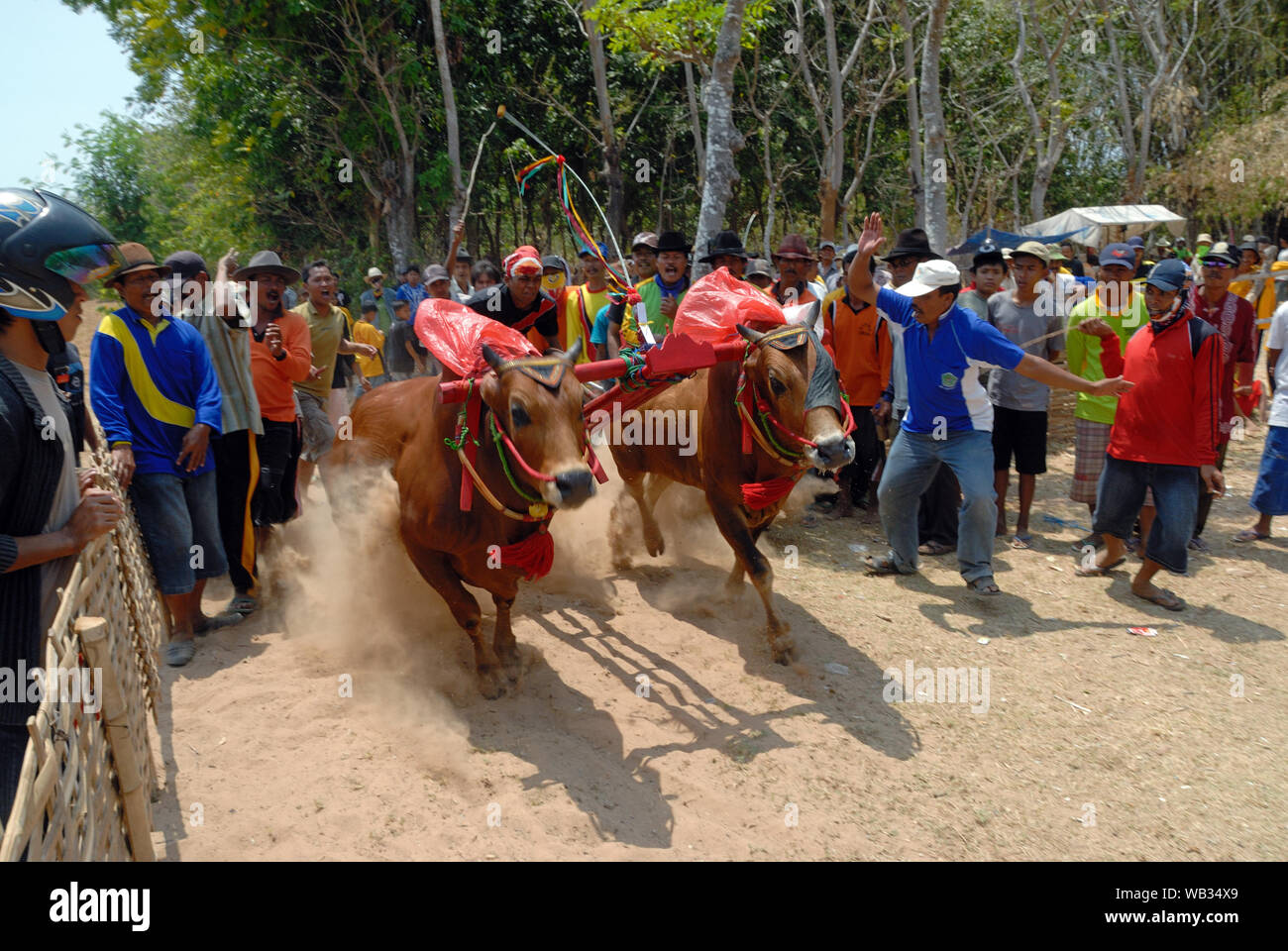 Karapan Sapi, bull race in Madura island, Indonesia Stock Photo - Alamy