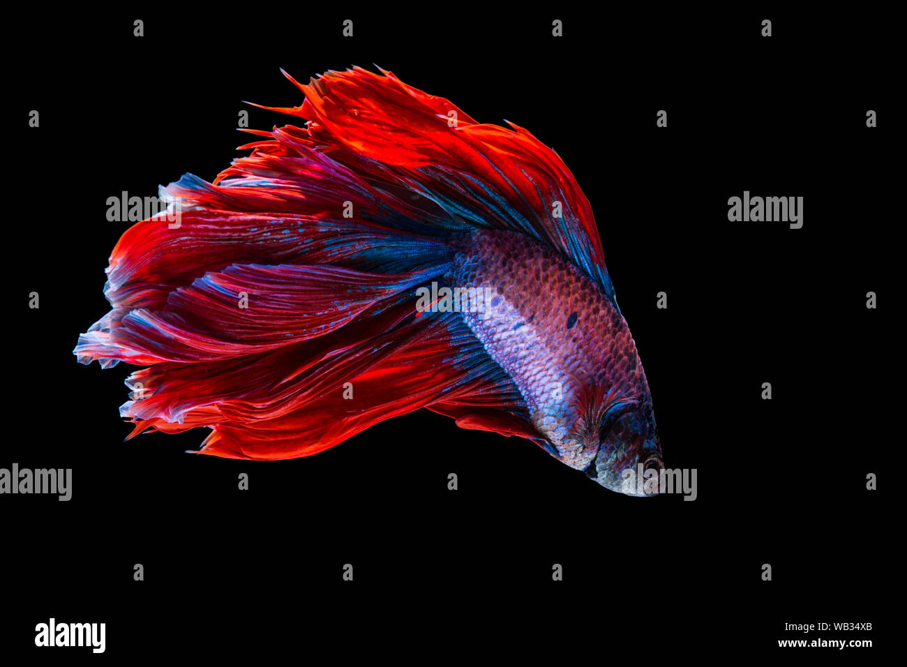 Red and blue betta fish, siamese fighting fish on black background ...