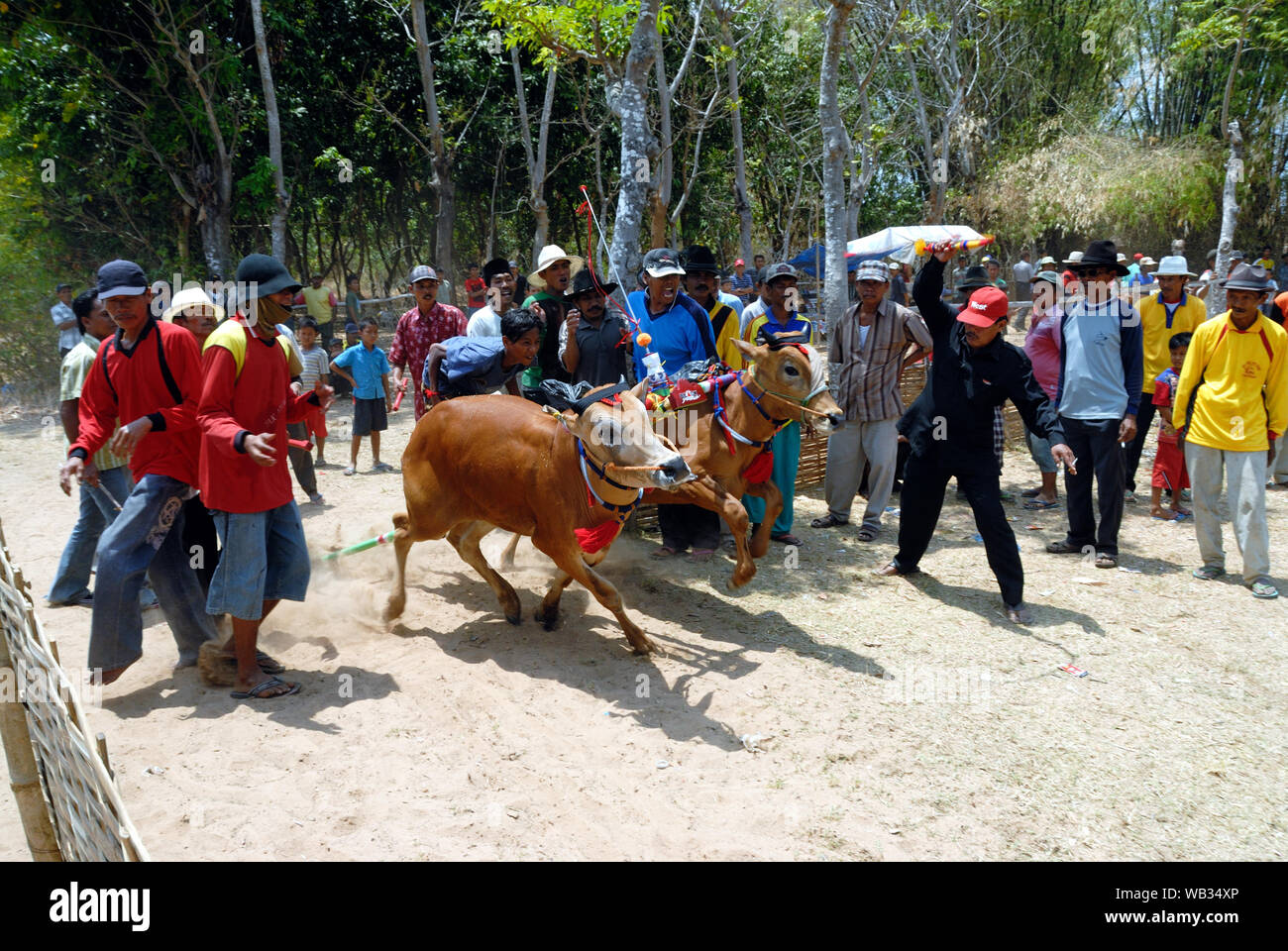 Karapan Sapi, bull race in Madura island, Indonesia Stock Photo - Alamy