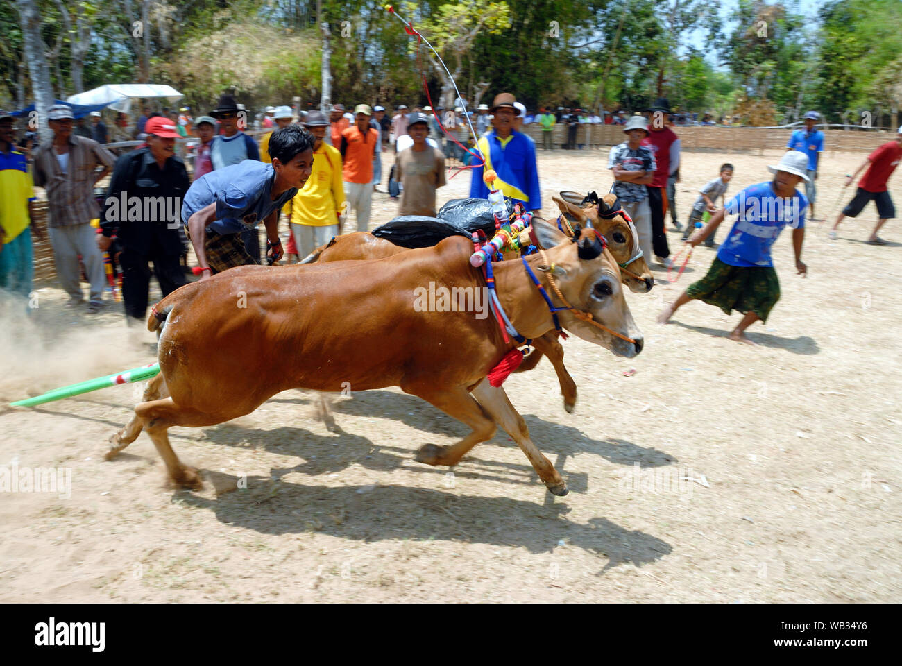 Karapan Sapi, bull race in Madura island, Indonesia Stock Photo - Alamy