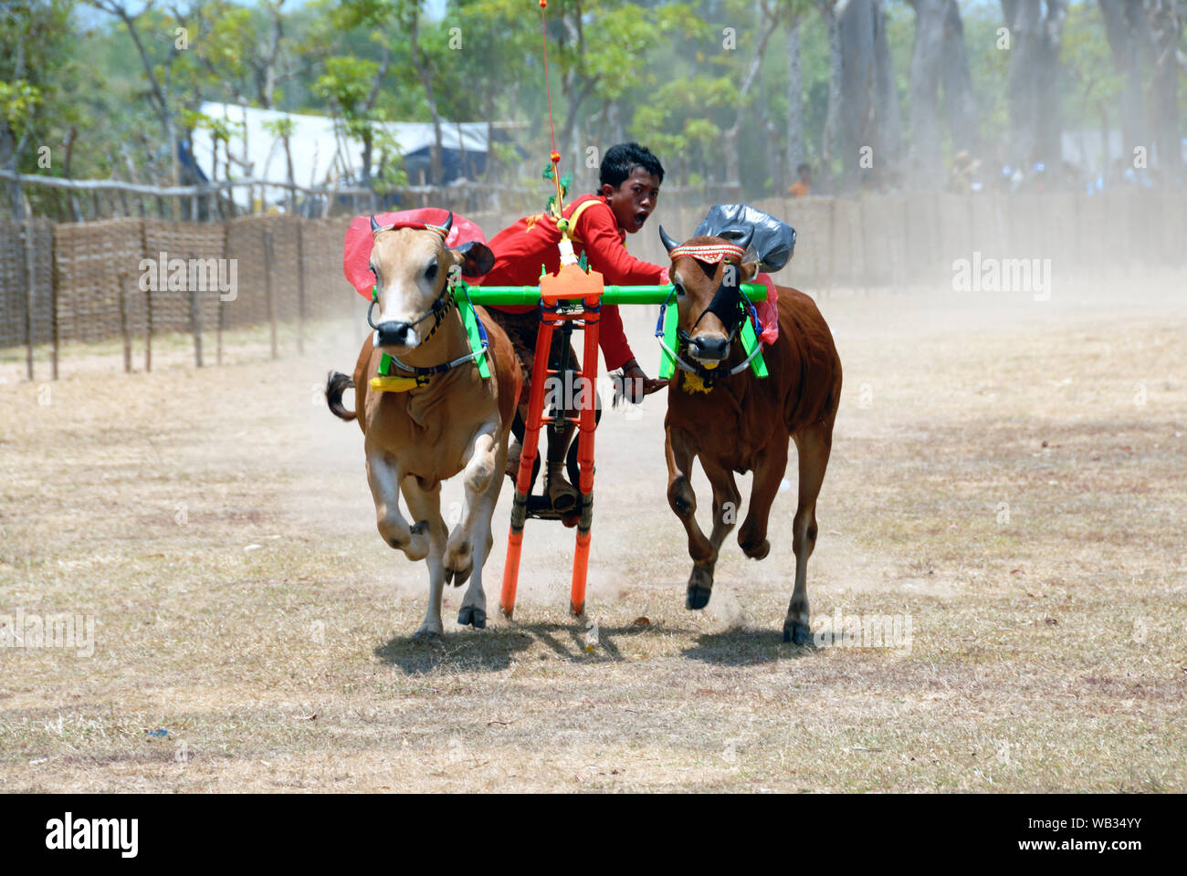 Karapan Sapi, bull race in Madura island, Indonesia Stock Photo - Alamy