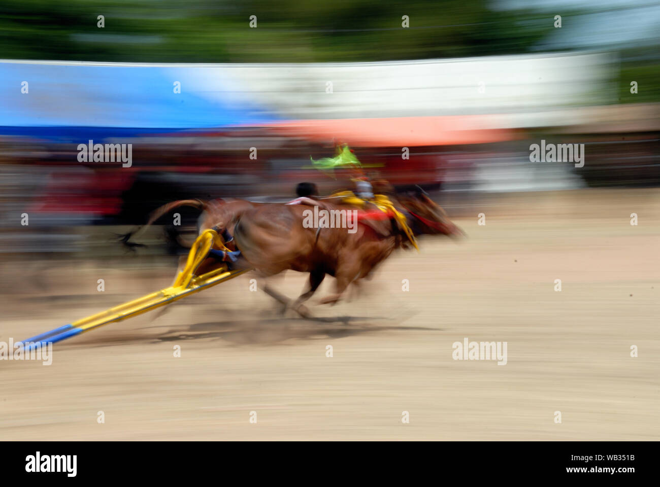 Karapan Sapi, bull race in Madura island, Indonesia Stock Photo - Alamy