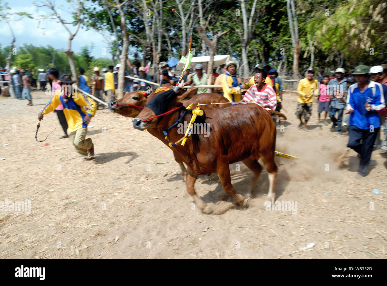 Karapan Sapi, bull race in Madura island, Indonesia Stock Photo - Alamy