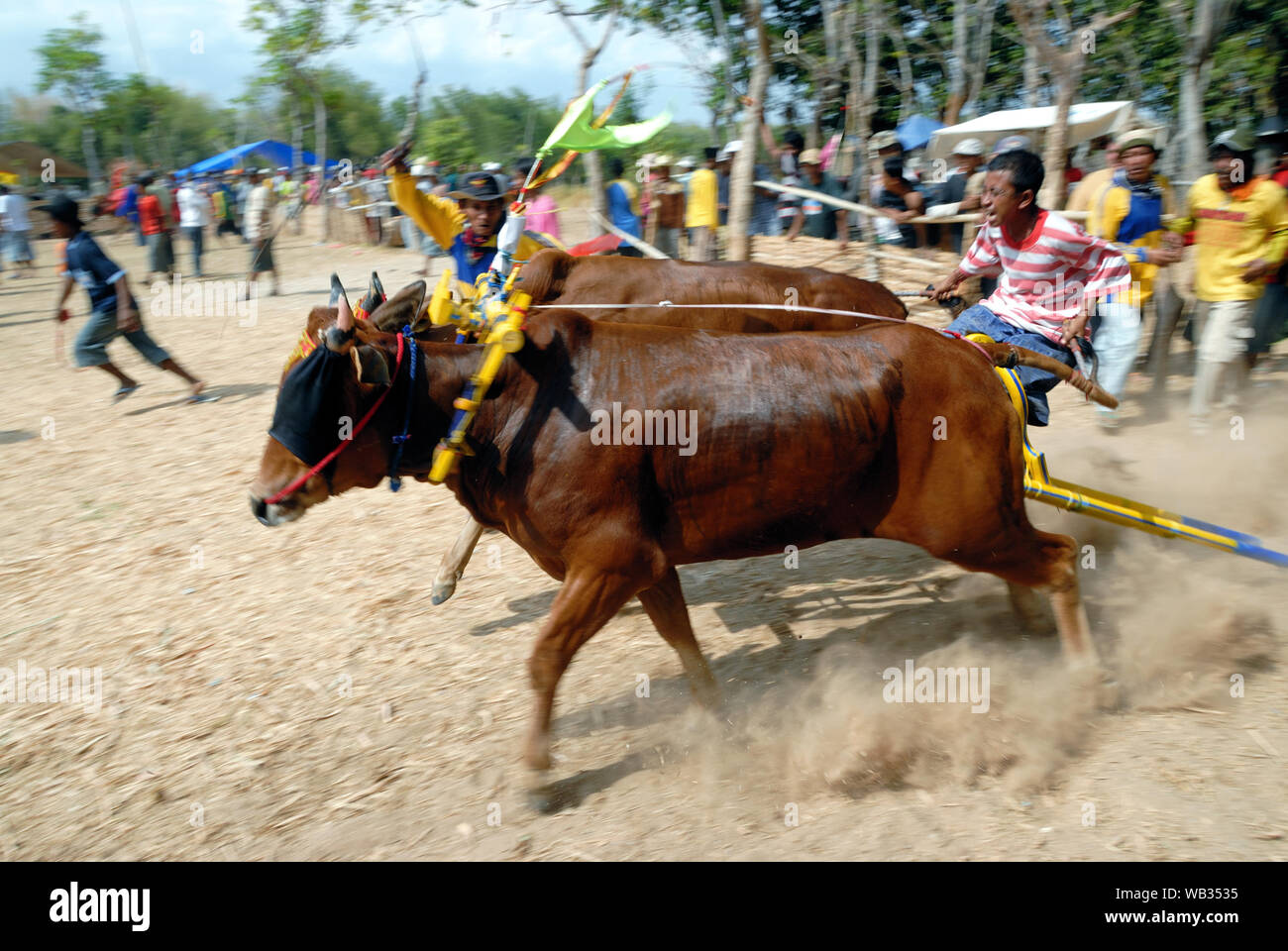 Karapan Sapi, bull race in Madura island, Indonesia Stock Photo - Alamy
