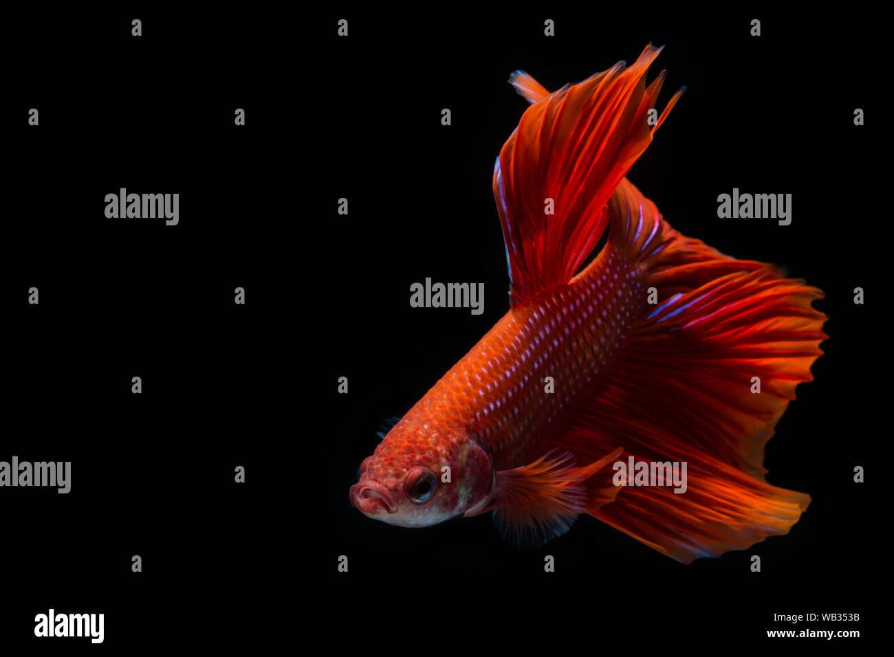 Red betta fish, siamese fighting fish on black background Stock Photo ...