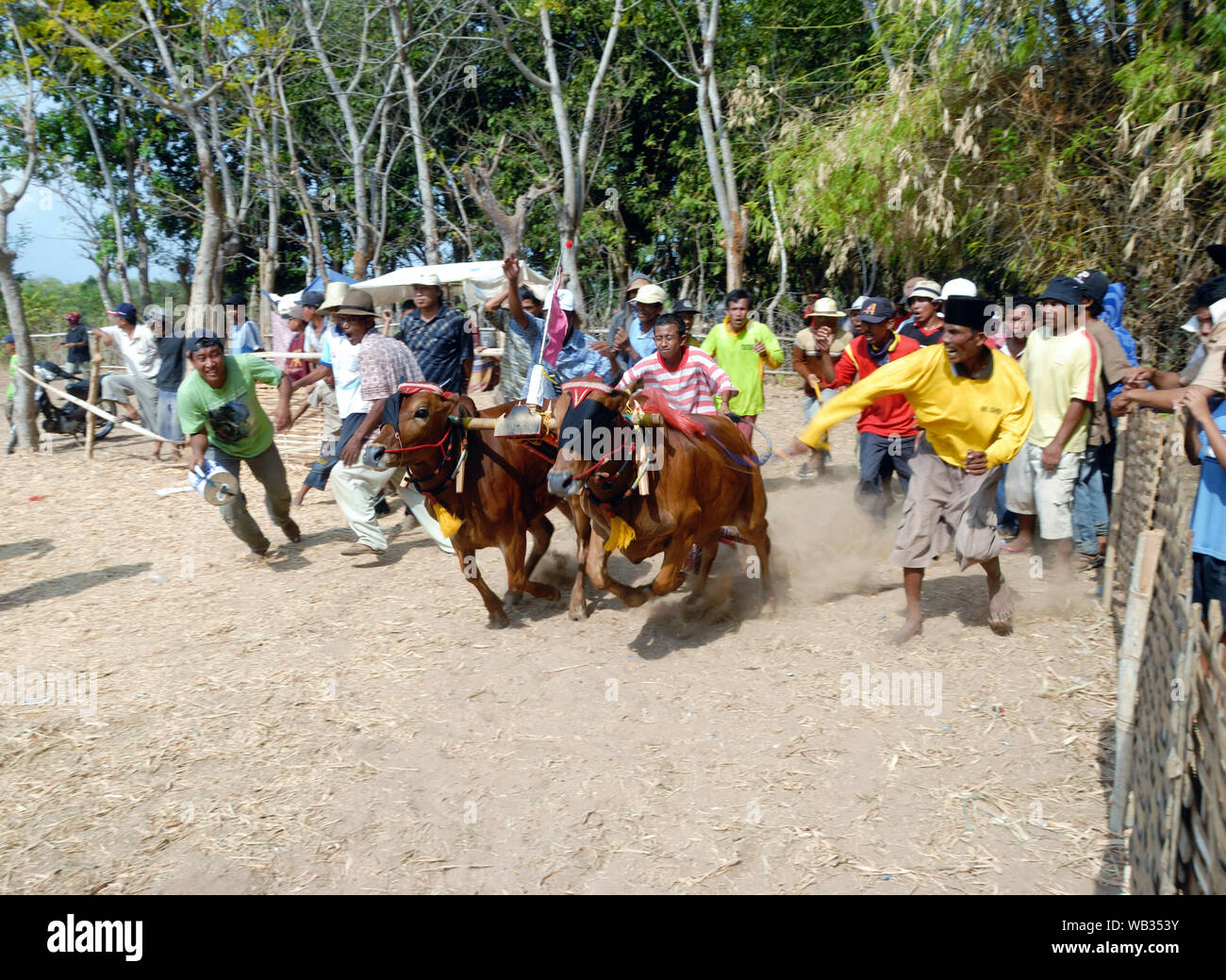 Karapan sapi hi-res stock photography and images - Alamy